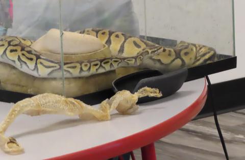 St. Jude Mission School students learn about snakes | Soboba Band of ...