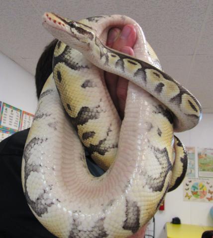 St. Jude Mission School students learn about snakes | Soboba Band of ...